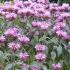 Monarde : culture et floraison