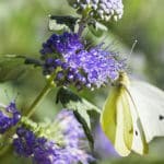 Caryopterys : plantation, taille et conseils d'entretien