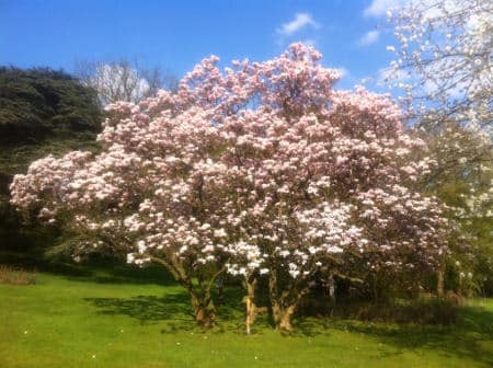 Magnolia : plantation, entretien et taille des magnolias