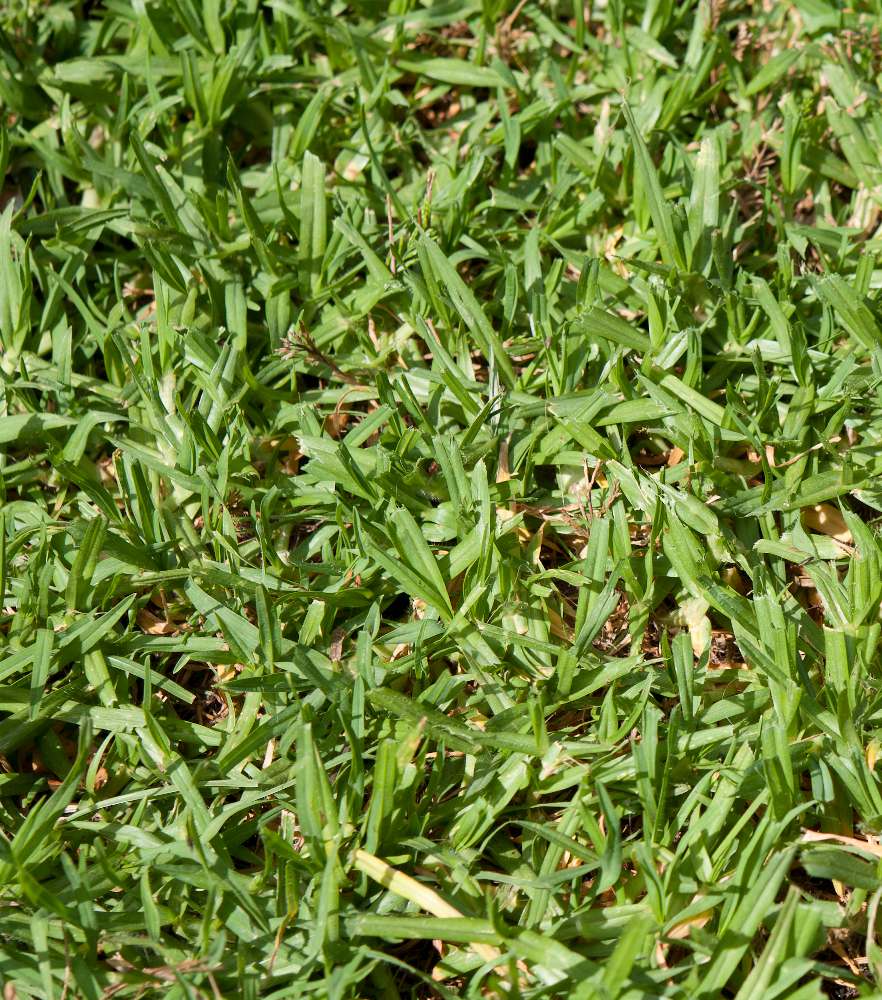 Kikuyu grass - care, mowing and watering Kikuyu grass - care, mowing and watering