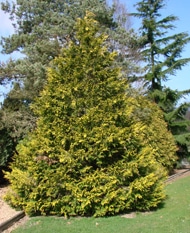 Cyprès : plantation, taille et conseils d'entretien de saison