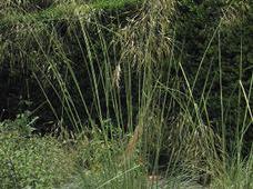 Stipa tenuifolia : plantation et conseils d'entretien