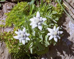 Edelweiss : entretien, taille, arrosage