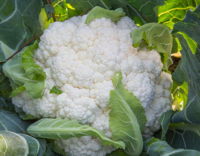 Chou fleur : semis, plantation culture et récolte de saison