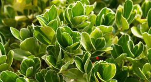 Fusain : plantation, taille et conseils d'entretien