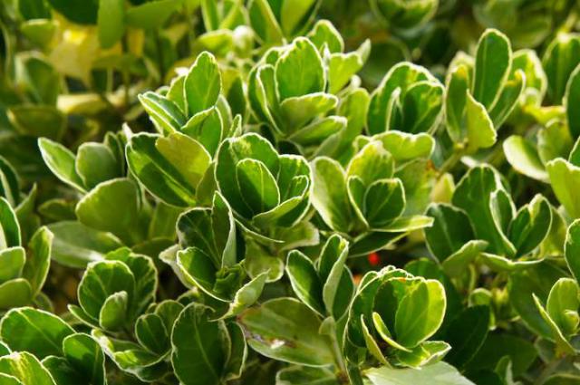 Fusain : plantation, taille et conseils d'entretien