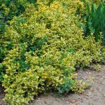 Fusain : plantation, taille et conseils d'entretien