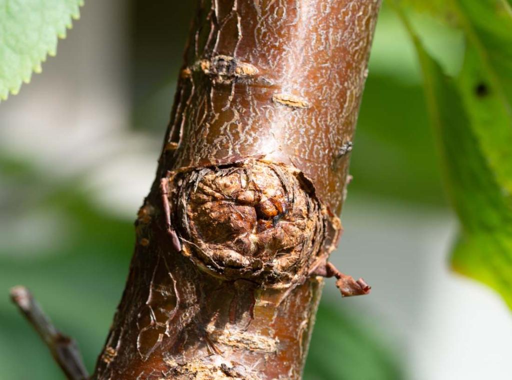 Chancre des arbres : causes, symptôme et traitement