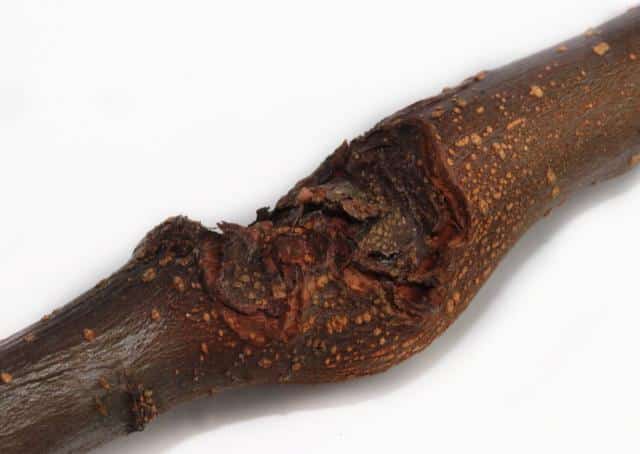 Chancre des arbres : causes, symptôme et traitement