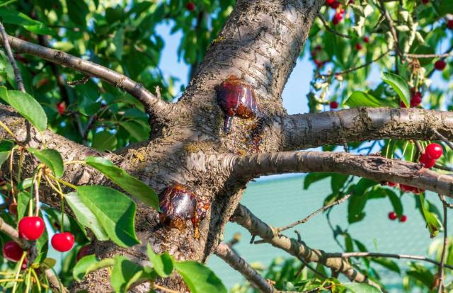 Chancre des arbres : causes, symptôme et traitement