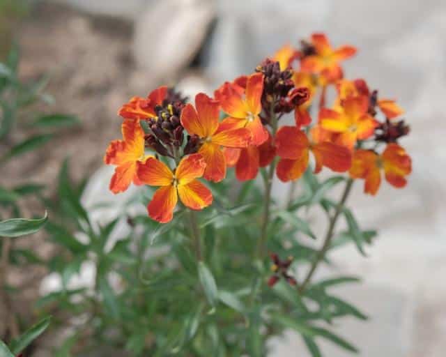 Giroflée ravenelle : semis, culture et conseils d'entretien