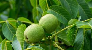 Abricotier : culture, entretien et récolte des abricots