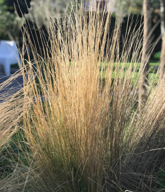 Stipa tenuifolia : plantation et entretien des cheveux d'ange