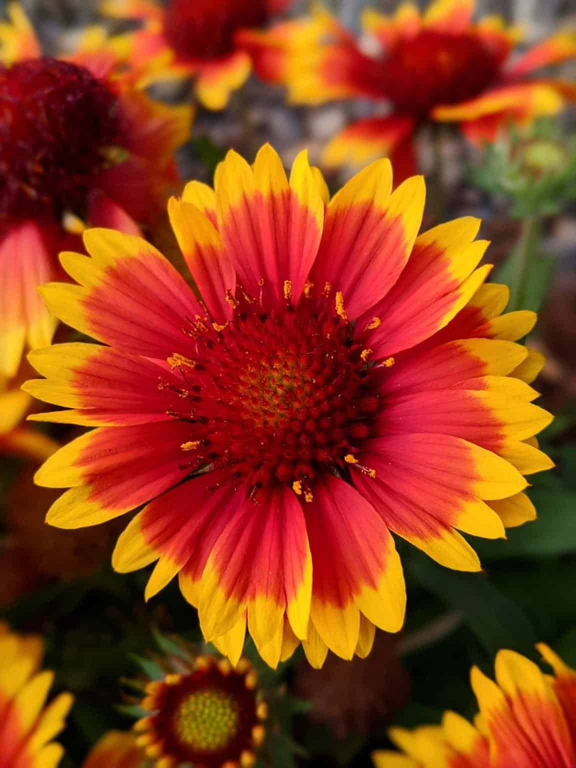 Gaillarde : plantation, semis et conseils d'entretien