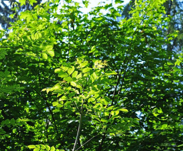 Frêne (Fraxinus spp.) : culture, entretien et utilisation