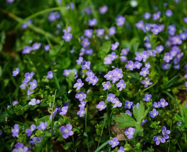 Veronique : une plante fleurie facile d'entretien