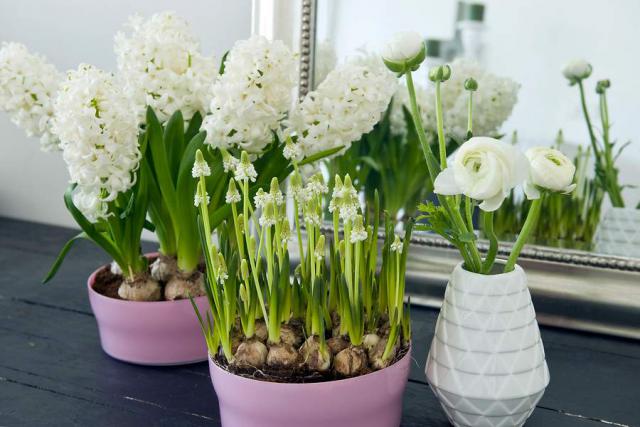 Plantes fleuries d’intérieur – Variétés et conseils d’entretien
