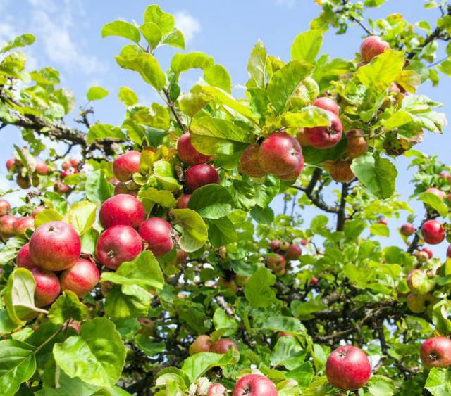 Pommier : culture, variétés et récolte des pommes