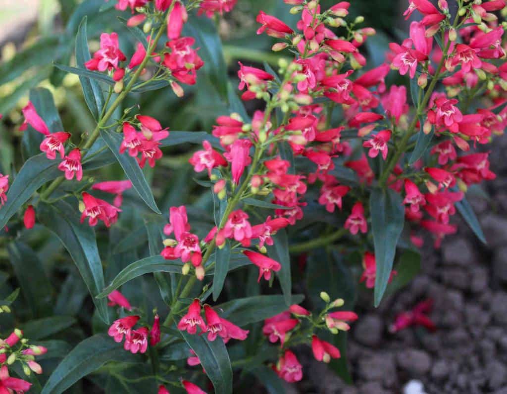 Penstemon : Culture, Entretien et Floraison