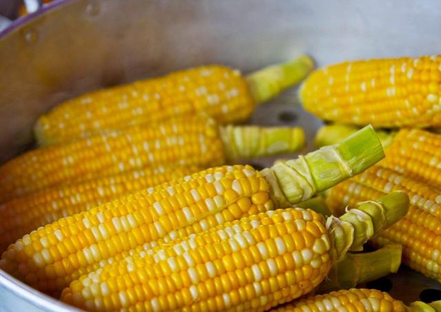 Maïs au potager : semis, culture, récolte