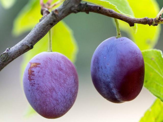 Prune : bienfaits et vertus pour la santé