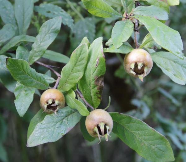 Néflier : culture et récolte des nèfles