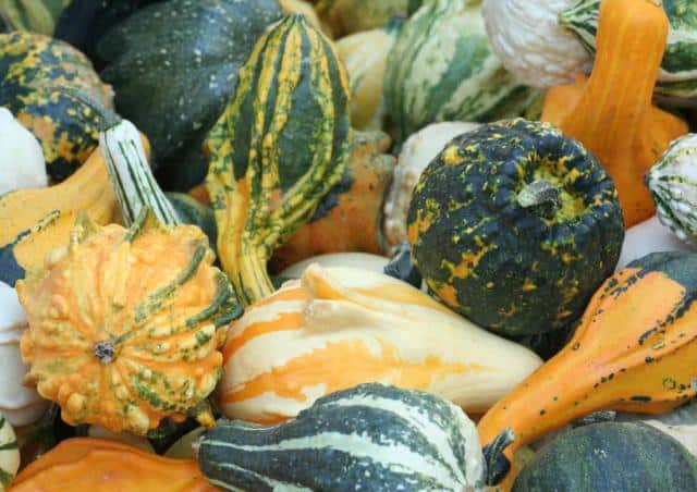 Coloquinte : décorative mais pas comestible