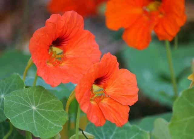 Capucine : Culture, entretien et utilité au jardin