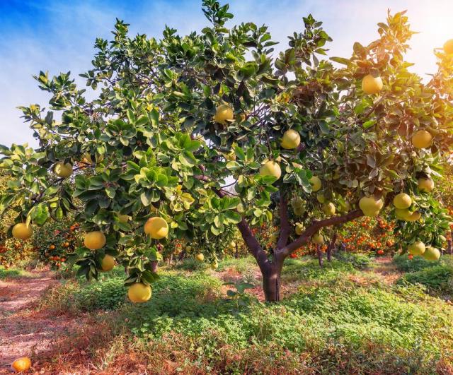 Pomelo (pamplemoussier) : planter, cultiver et récolte des pomelos