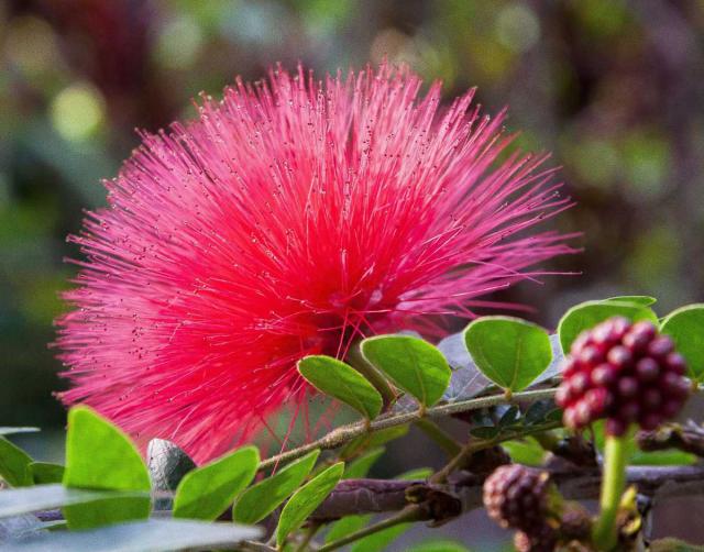 Calliandra : Plantation, culture et conseils d'entretien
