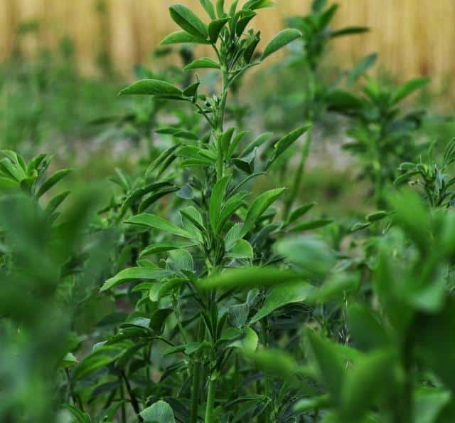 Le seigle comme engrais vert : semis, entretien et utilisation