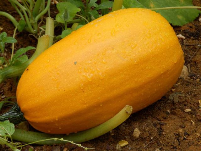 Courges : conseils de culture et variétés