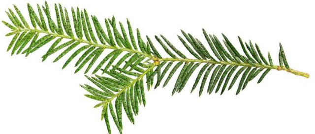 Tea tree, arbre à thé : bienfaits, vertus et utilisation