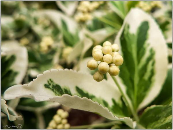 Fusain : plantation, taille et conseils d'entretien