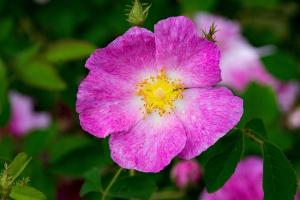 Rosa gallica : bienfaits et usages de la rose de Provins