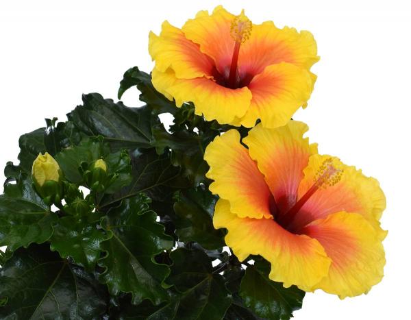 Hibiscus d'intérieur : culture et entretien Hibiscus d'intérieur : culture et entretien