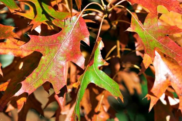 Quercus coccinea – Chêne écarlate : plantation et entretien