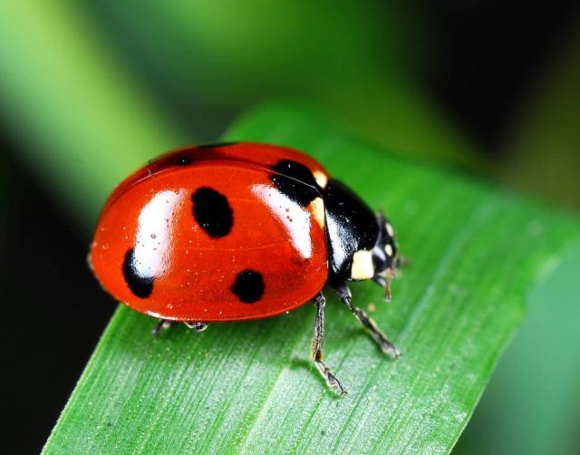 Coccinelle : cycle de vie, rôle et utilité au jardin