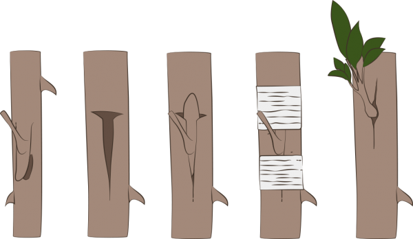 Greffage : comment réussir vos greffes