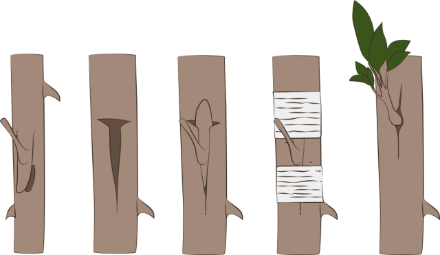 Greffage : comment réussir vos greffes