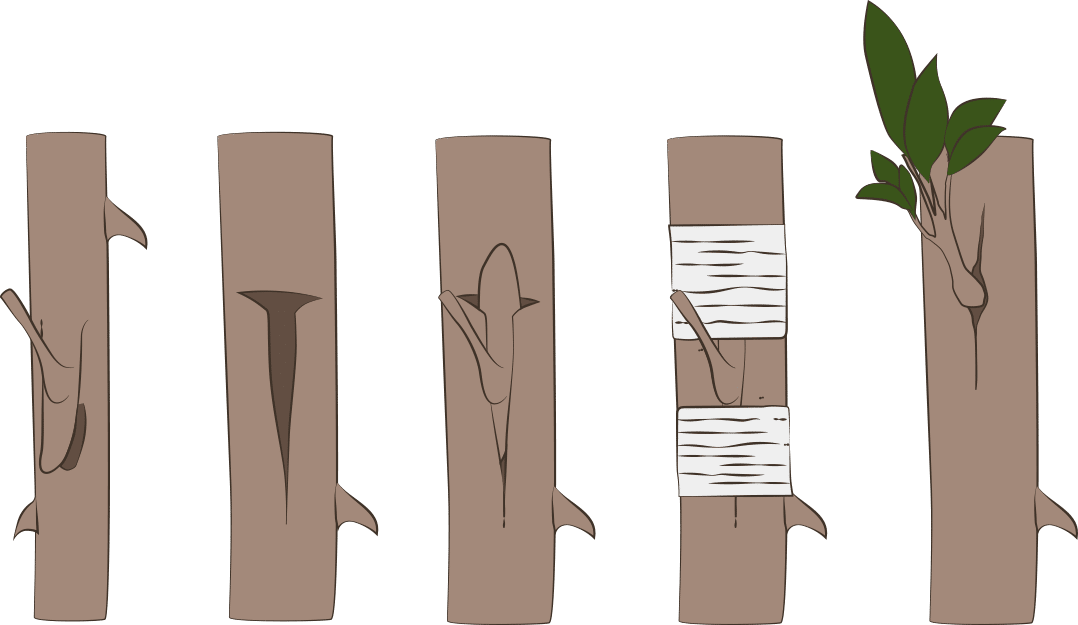 Greffage : comment réussir vos greffes