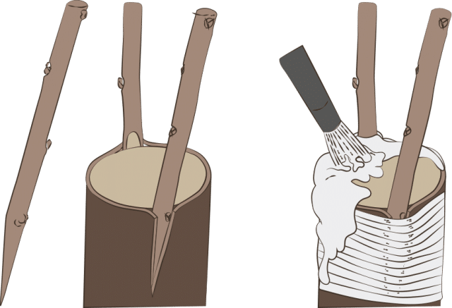 Greffage : comment réussir vos greffes