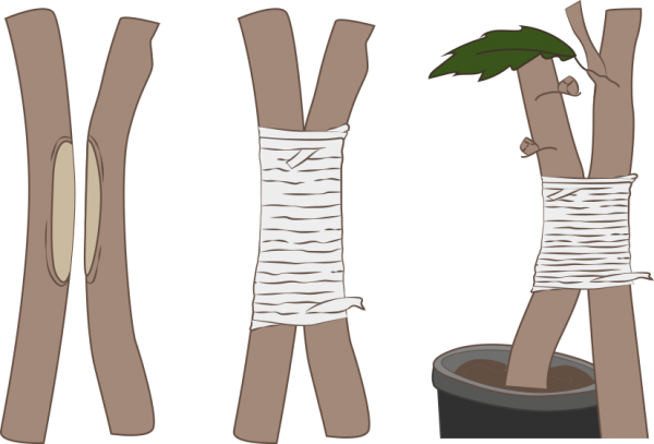 Greffage : comment réussir vos greffes