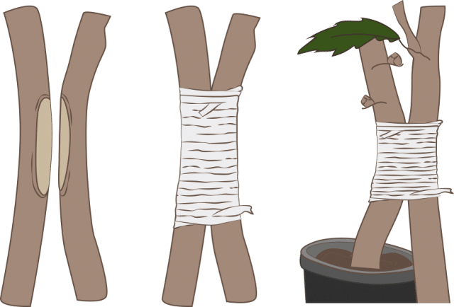 Greffage : comment réussir vos greffes