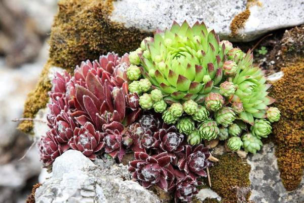 Comment réussir une rocaille : plantes et conseils