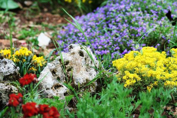 Comment réussir une rocaille : plantes et conseils