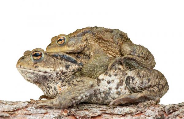 Le crapaud : utile au jardin et au potager
