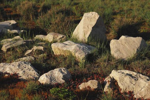 Comment réussir une rocaille : plantes et conseils