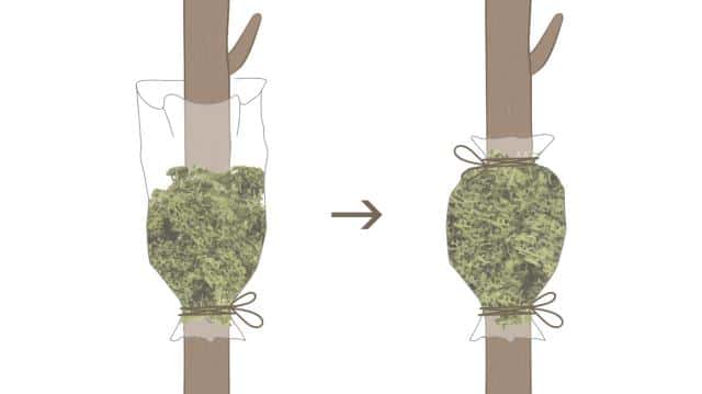 Marcottage aérien | 5 étapes détaillées pour y arriver