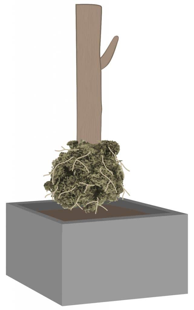 Marcottage aérien | 5 étapes détaillées pour y arriver